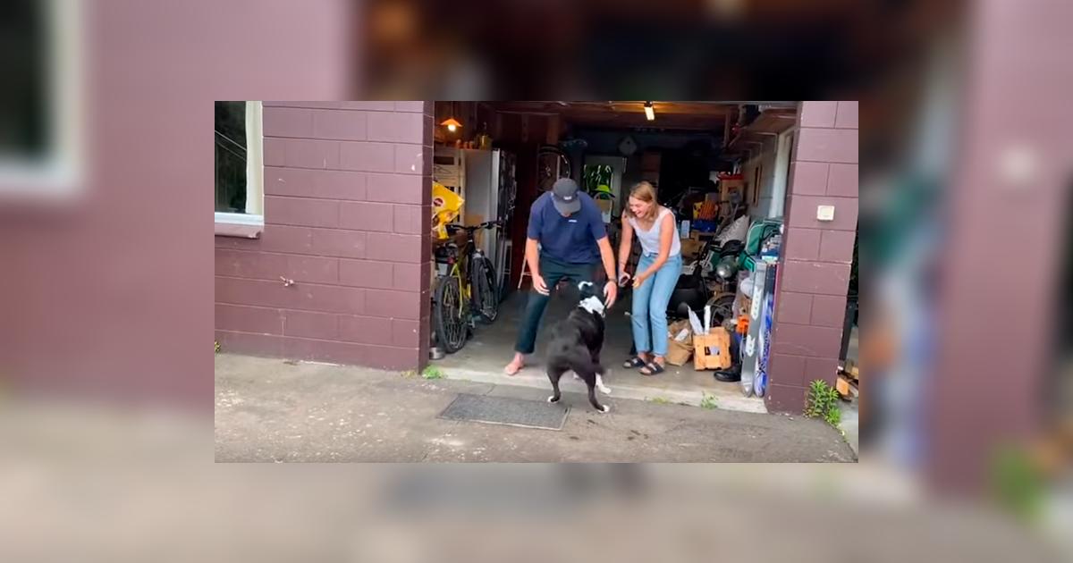 YouTube viral: perro vuelve a ver a su dueño después de un año y ...