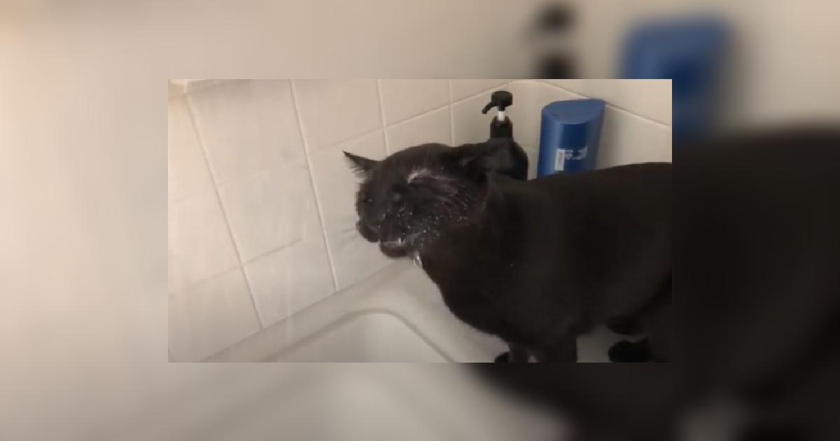 YouTube viral: gato tiene increíble reacción al saber que su dueña lo ...