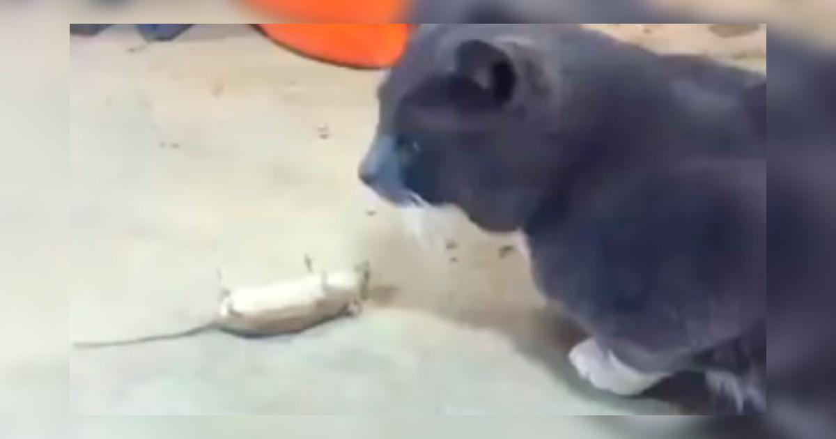 YouTube: ratón se hizo el muerto y troleó de la peor forma a un gato ...