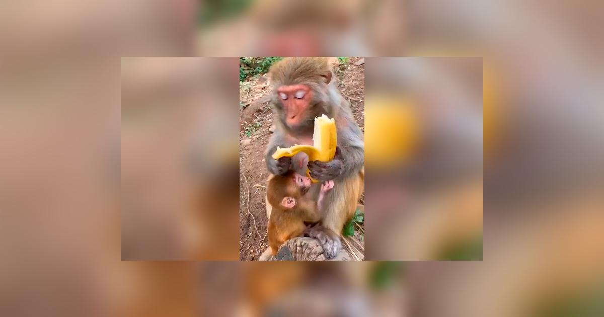 Facebook viral: pequeño mono pide comida a su madre, pero esta lo ...