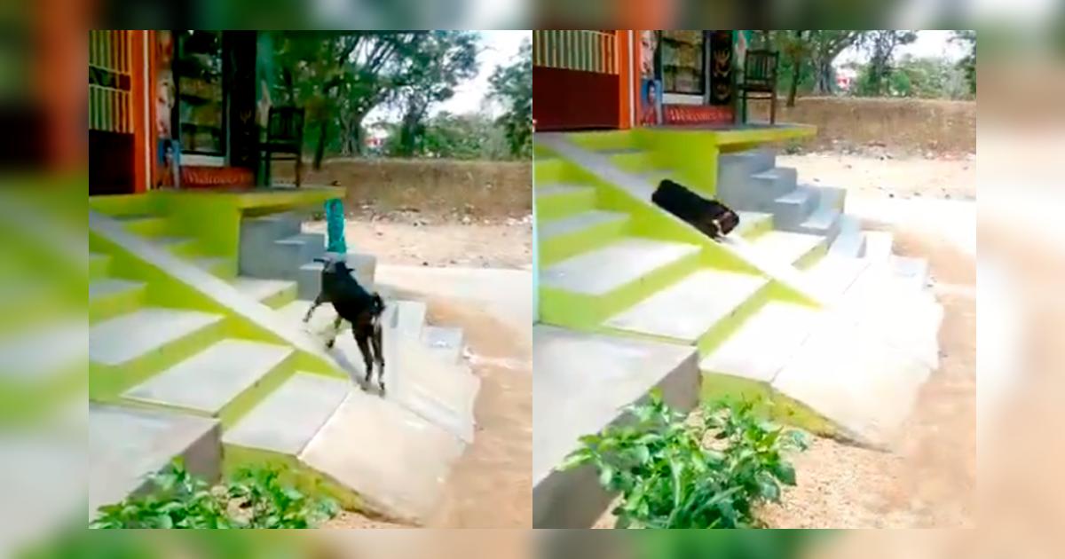 YouTube: cabrita encuentra peculiar forma para divertirse, video ...