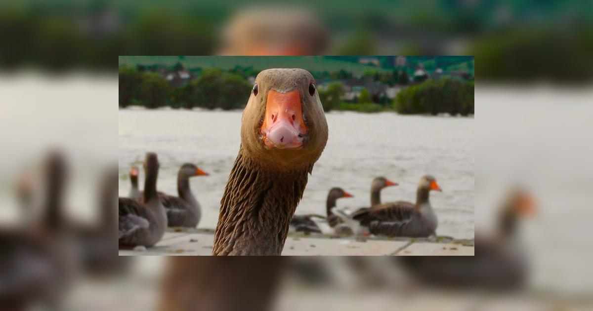 Facebook viral: pato se convierte en el superhéroe de las redes ...