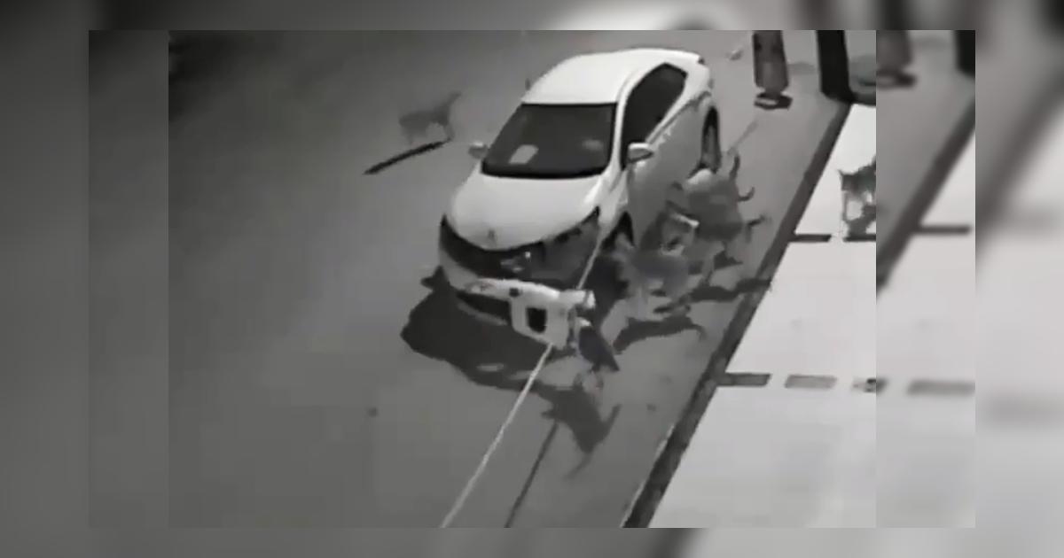 Facebook: sujeto pateó a un perro y este se vengó con la ayuda de sus ...