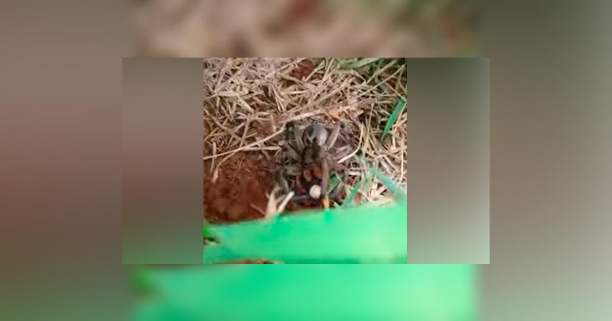 Facebook viral: graban momento en que tarántula hembra protege a su ...