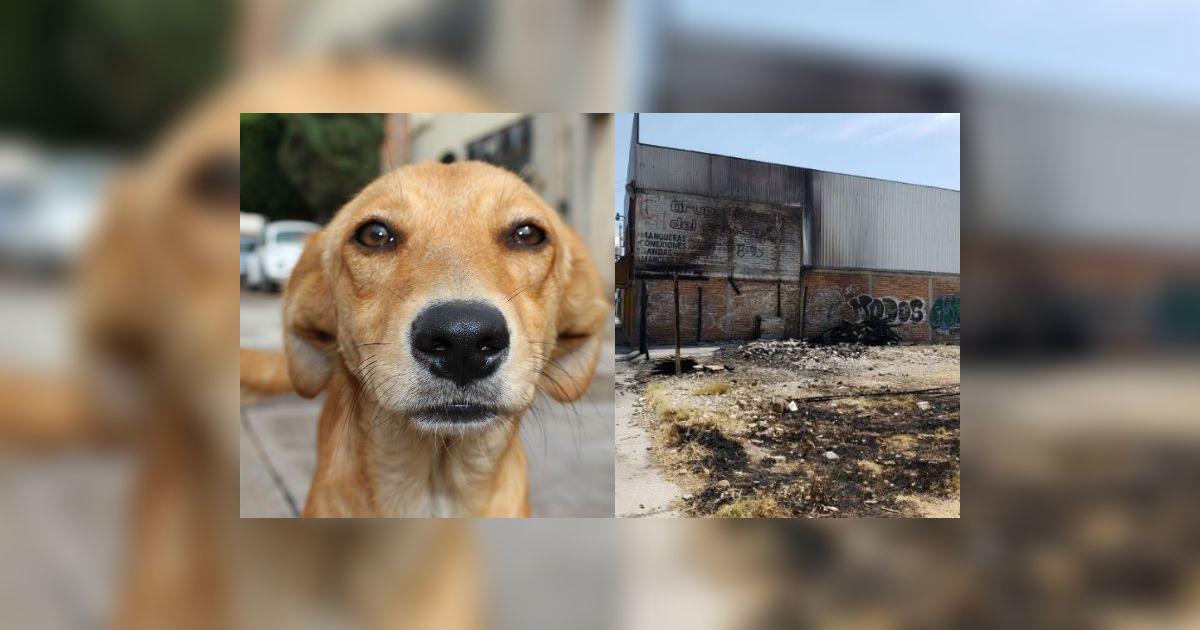 México: sujeto prendió fuego a sus cuatro perros, matando a tres de ...