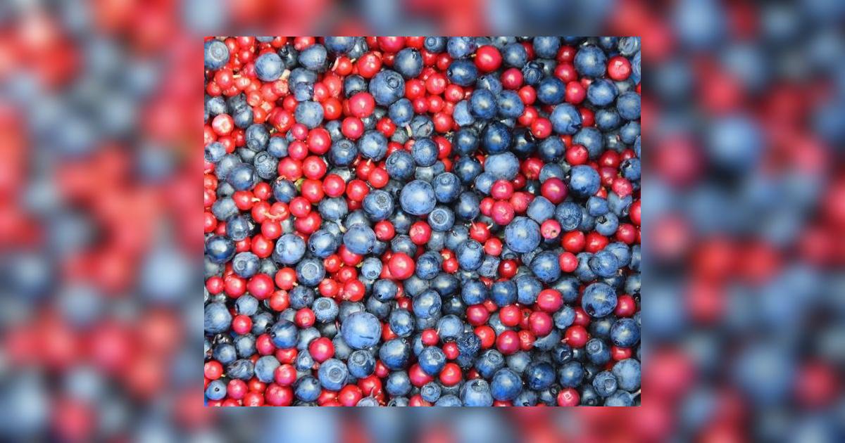 Cinco beneficios del consumo regular de berries | Buenazo | La República