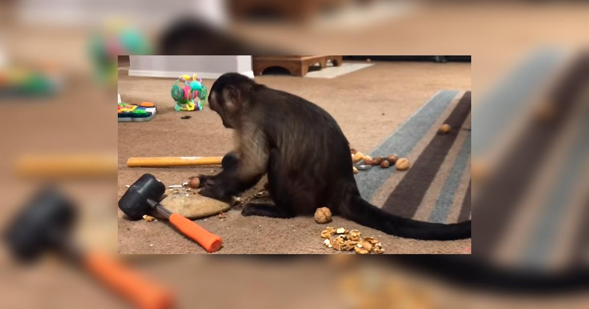 Facebook viral: conoce al mono más inteligente del mundo, el cual ...