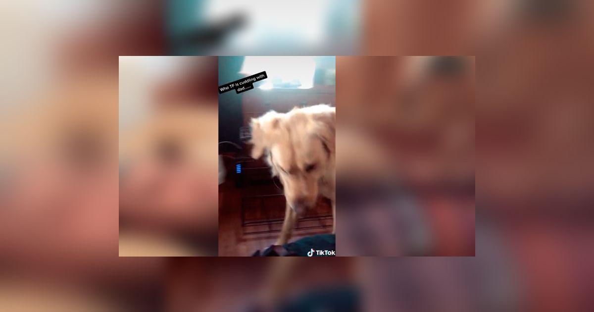 TikTok viral: perro descubre que dejó de ser el ‘favorito’ de su dueño ...