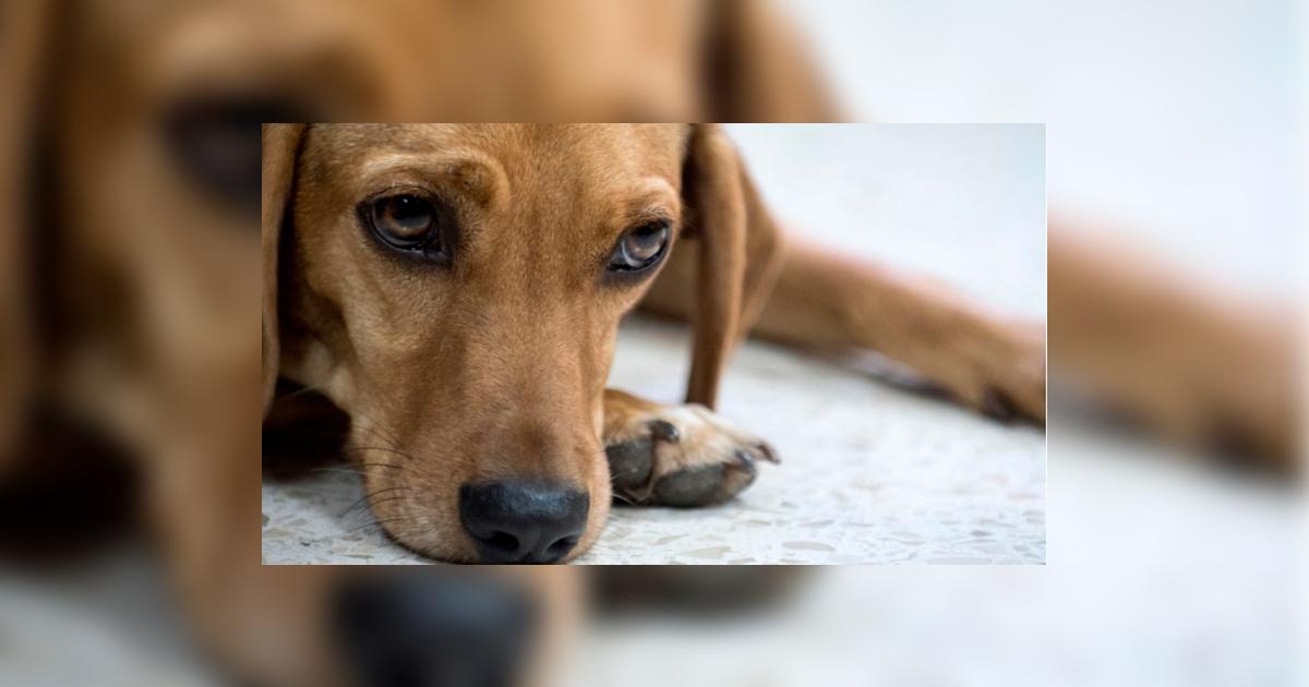 Video: Indignación por hallazgo de perro colgado en una cancha de ...