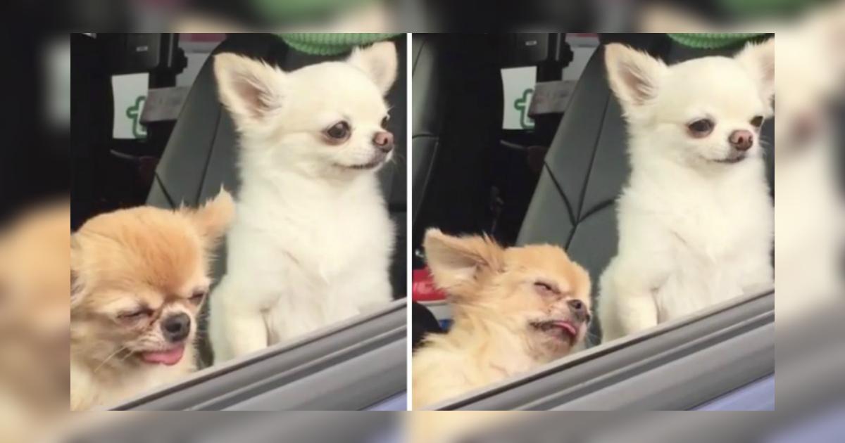 Facebook: Conoce la historia detrás del meme de los chihuahuas ...