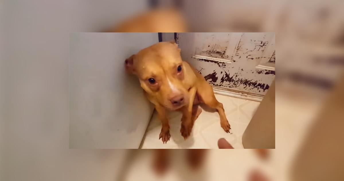YouTube viral: perro es regañado tras hacer una travesura, pero su ...