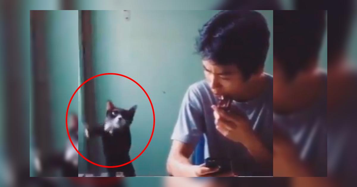 Facebook: joven es ‘trolleado’ por su gato y se convierte en la burla ...