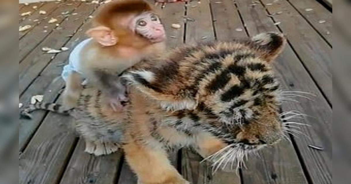 YouTube viral: Mono y tigre bebé se convierten en amigos inseparables ...