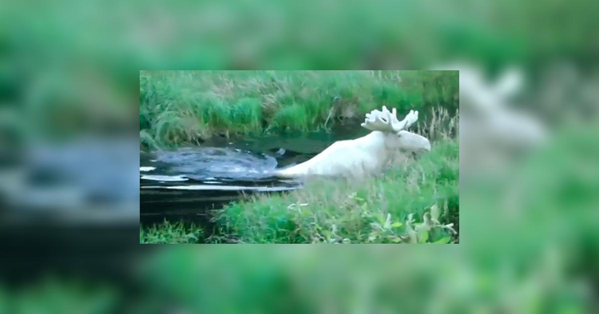 YouTube: difunden video de un raro y espectacular alce blanco en Suecia ...