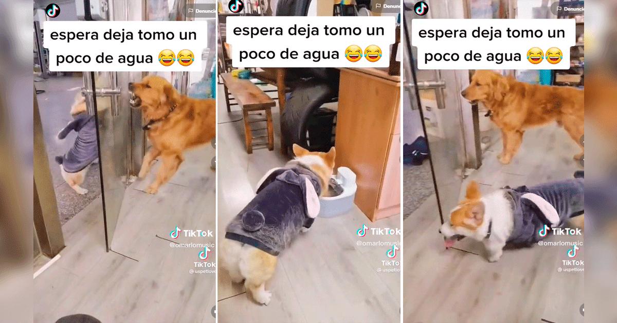 TikTok viral: Perritos frenan su pelea unos segundos para beber agua y ...