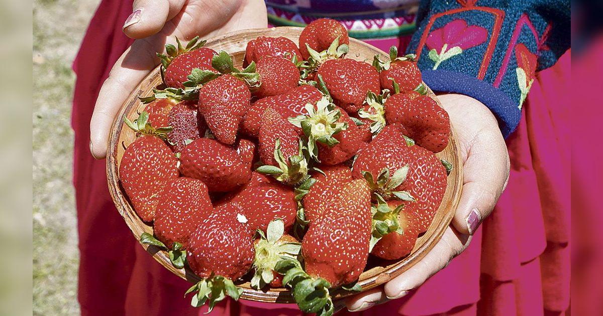 Frutos aymaras producidos en biohuertos en Puno La Republica ...