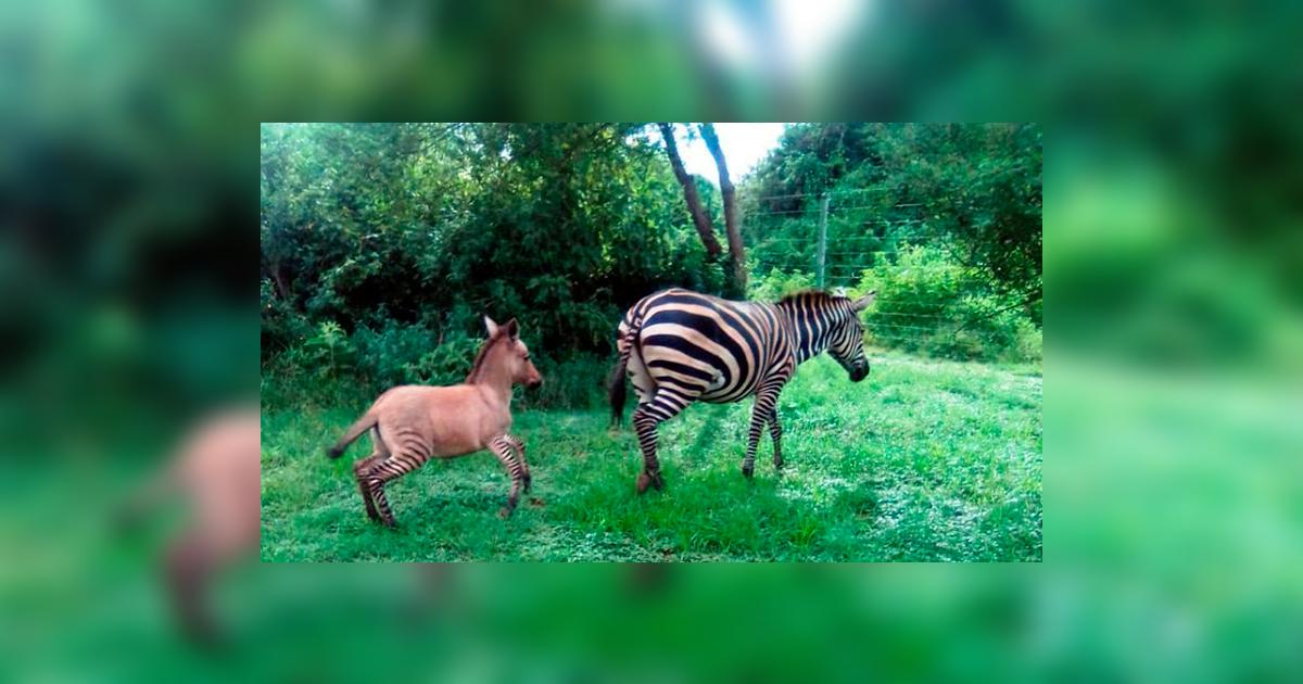 África: nace un “cebrasno”, híbrido de una cebra y un burro en reserva ...
