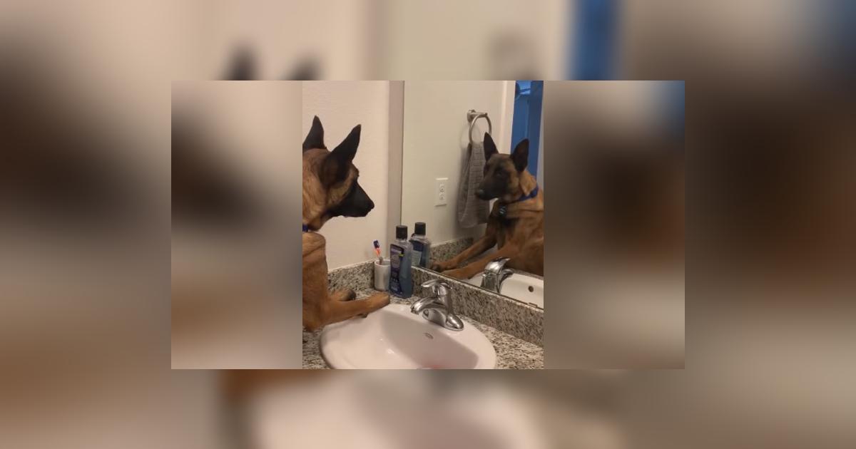 YouTube viral: Perro ve su reflejo en el espejo por primera vez, no se ...