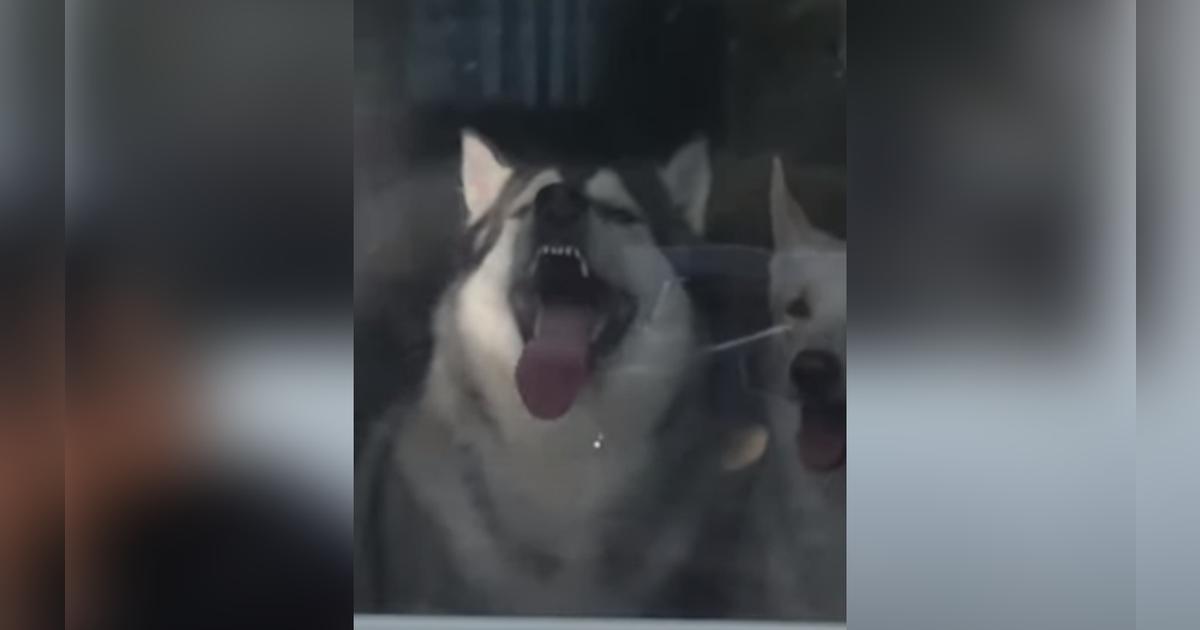 YouTube viral: perro tiene divertida reacción para llamar la atención ...