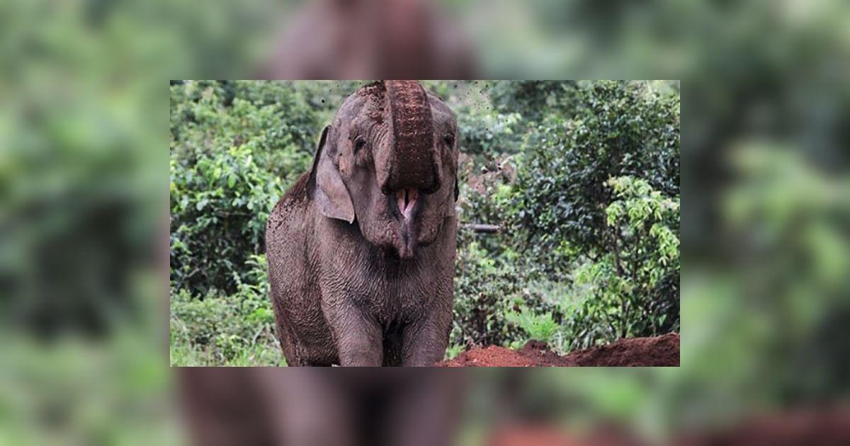 Elefanta Mara llegó a santuario de elefantes en Brasil y pisa pasto por ...