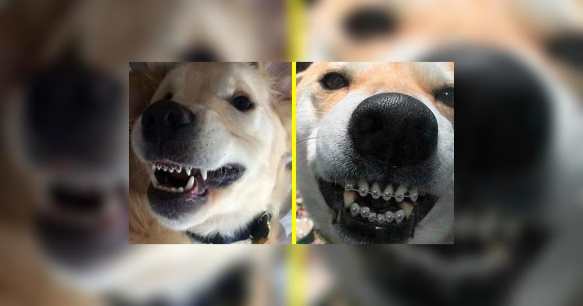 Cuidados de mascotas: ¿sabías que existen los brackets para perros ...