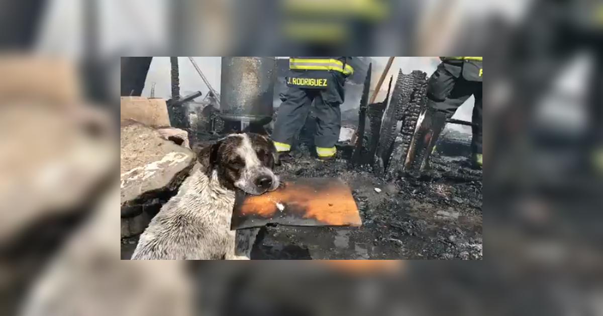 Facebook viral: perro callejero llora al ver que lugar donde dormía fue ...