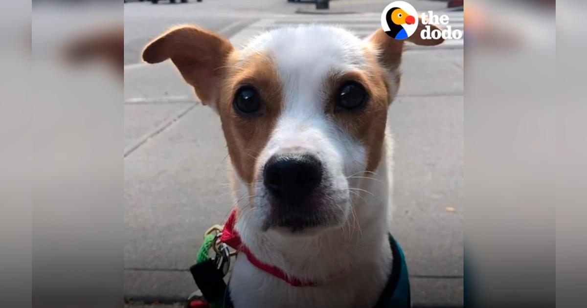 YouTube viral: Perro ‘canta’ cuando oye tocar un instrumento musical a ...