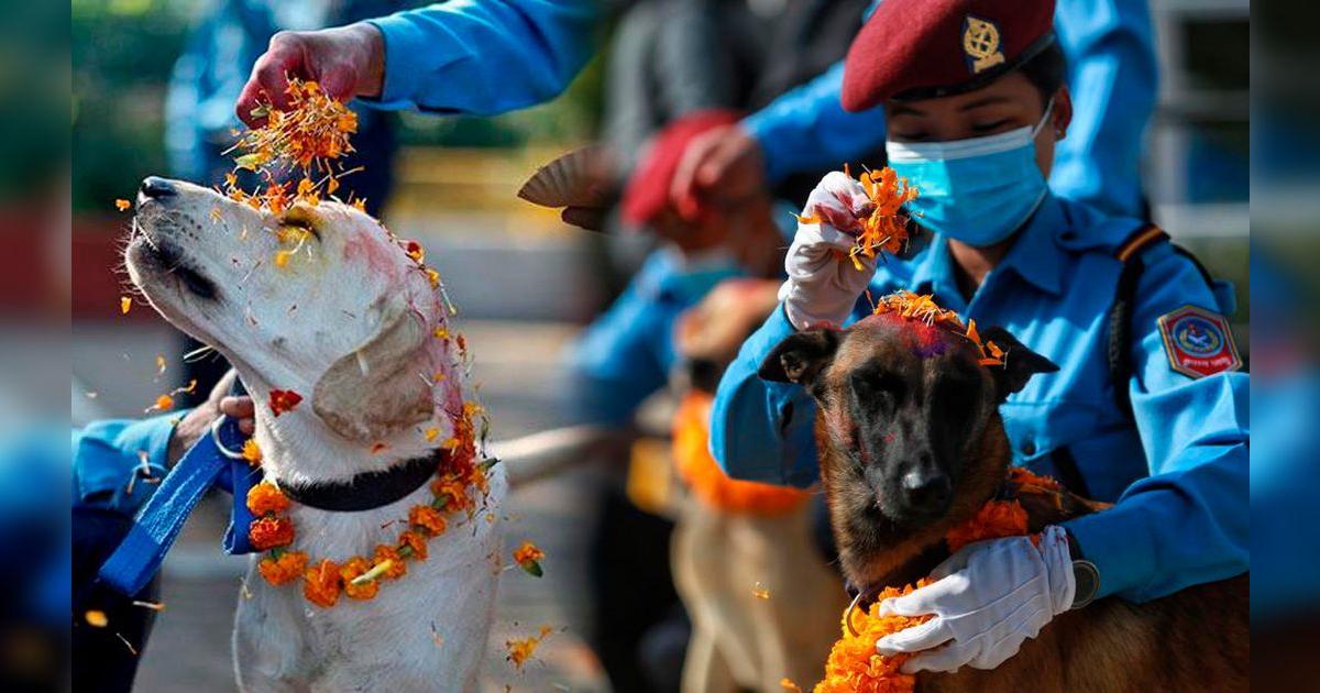 Kukur Tihar 2023 en Nepal: ¿qué es y por qué celebra y honra a los ...