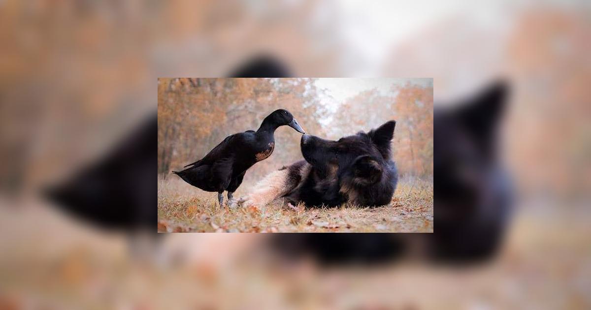 La adorable historia de amistad entre un pato y un pastor alemán ...