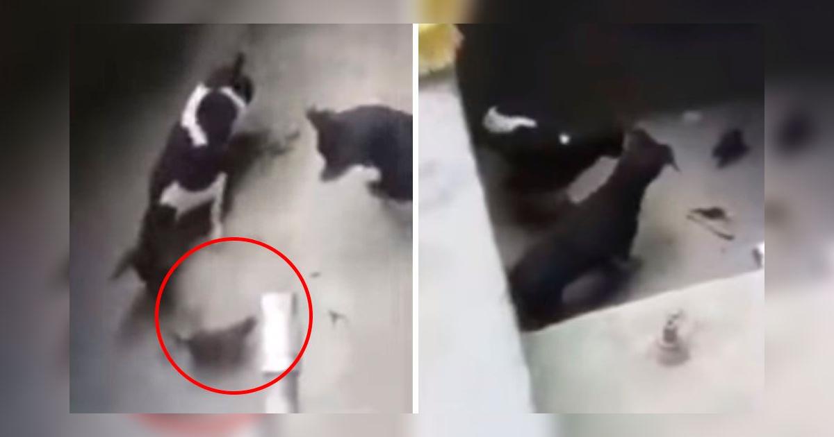 Facebook viral: Tres furiosos perros se enfrentan a valiente rata y ...
