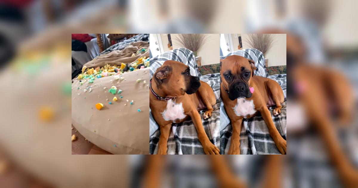 YouTube viral: regaña a su perro tras descubrirlo en plena travesura y ...