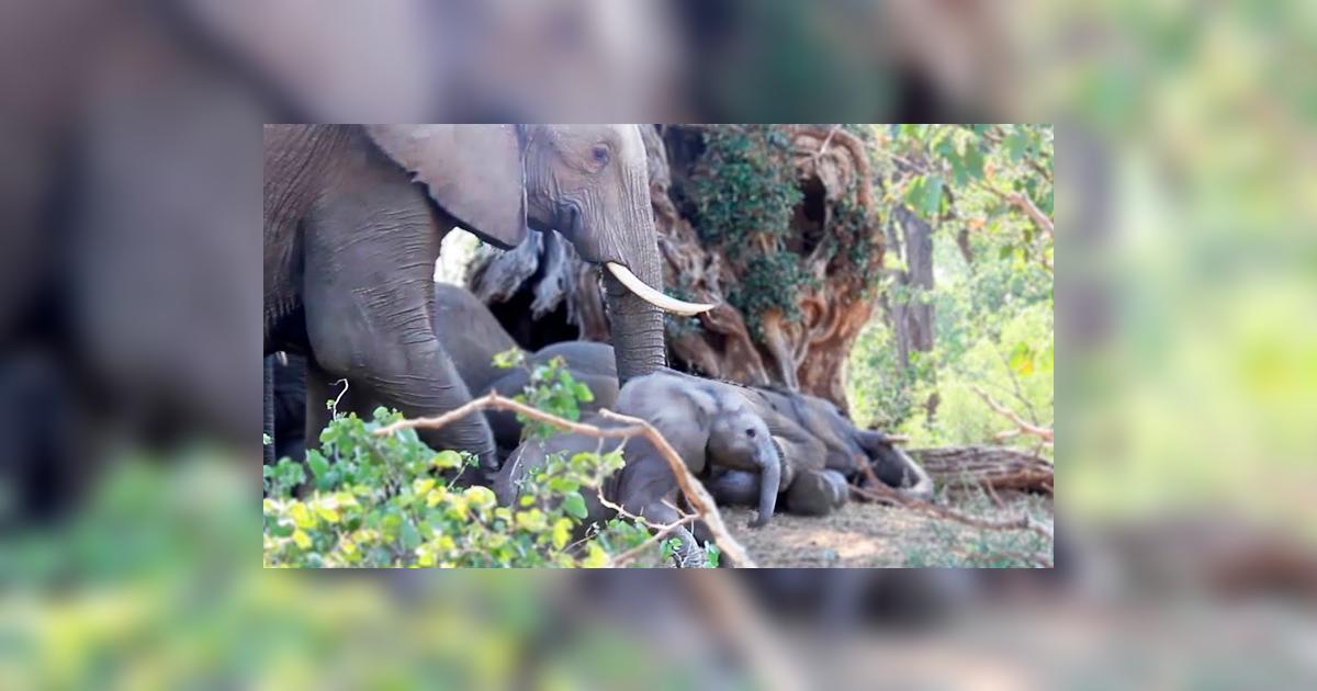 YouTube viral: mamá elefante conmueve a miles al ayudar a su bebé para ...