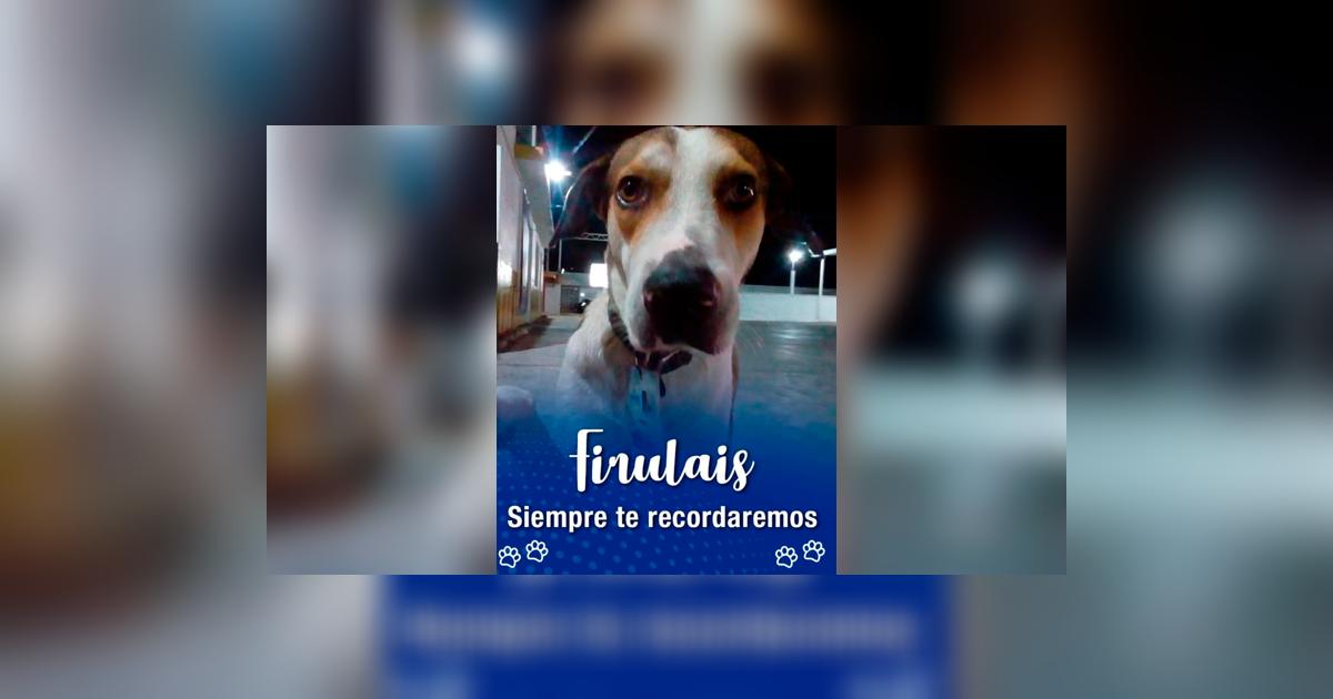Facebook viral: murió Firulais, el famoso perro guardián de una ...