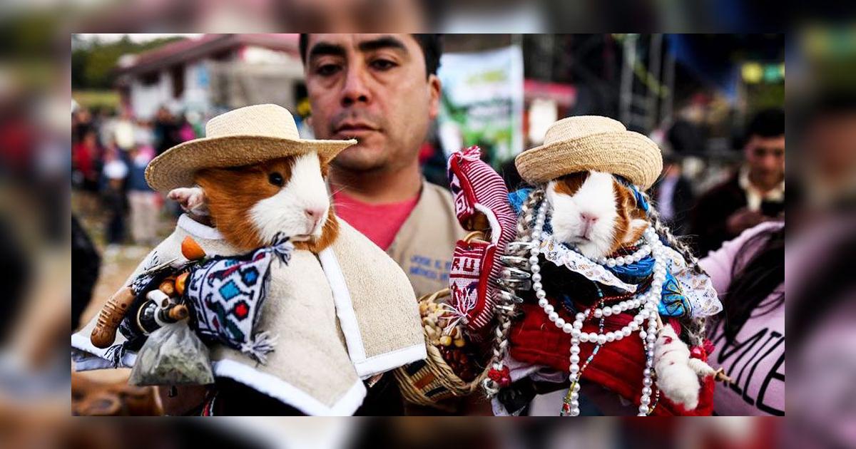 Cajamarca: en festival eligen a Miss y Mister Cuy en la provincia de ...