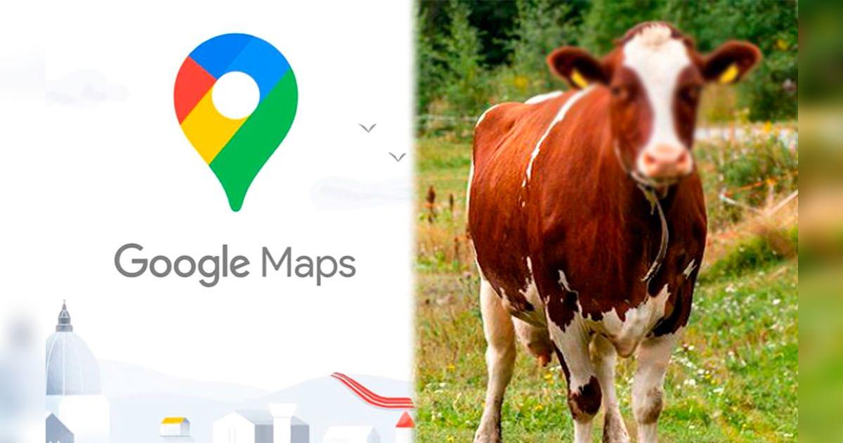 ¿Por qué razón Google Maps censura el rostro de las vacas? | Google ...