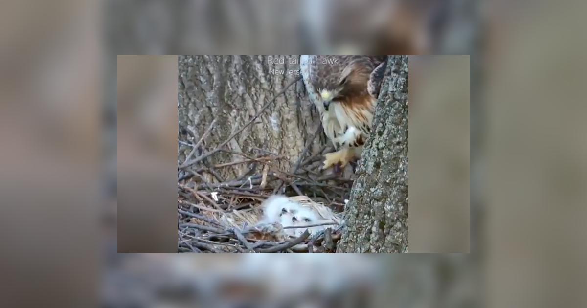 Facebook viral: conmovedor momento en que halcón protege a sus bebés de ...