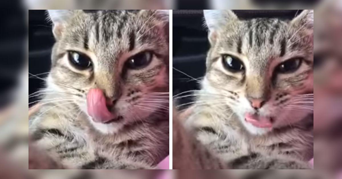 YouTube viral: reacción de gato al despertarse de la anestesia asombra ...