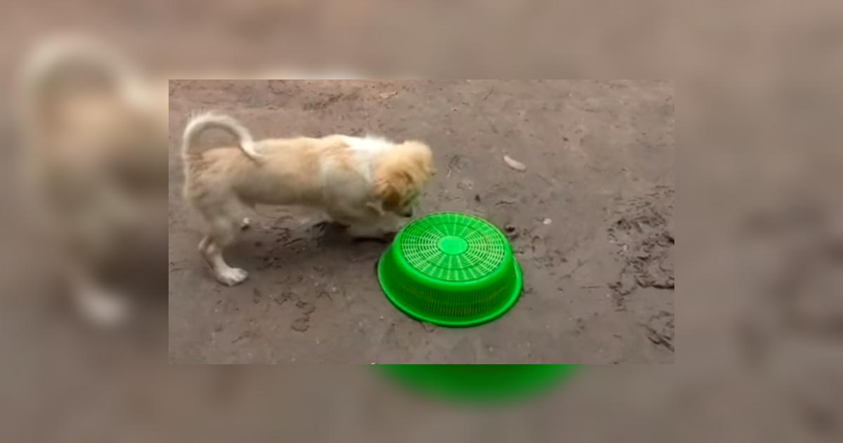 YouTube viral: pollito y perro se vuelven los mejores amigos, luego de ...