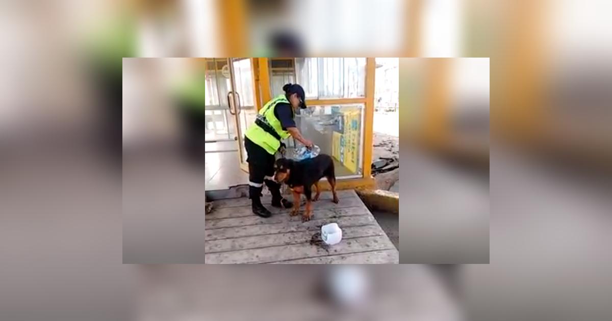 Facebook viral: sereno peruana echa agua a perro sofocado por calor ...