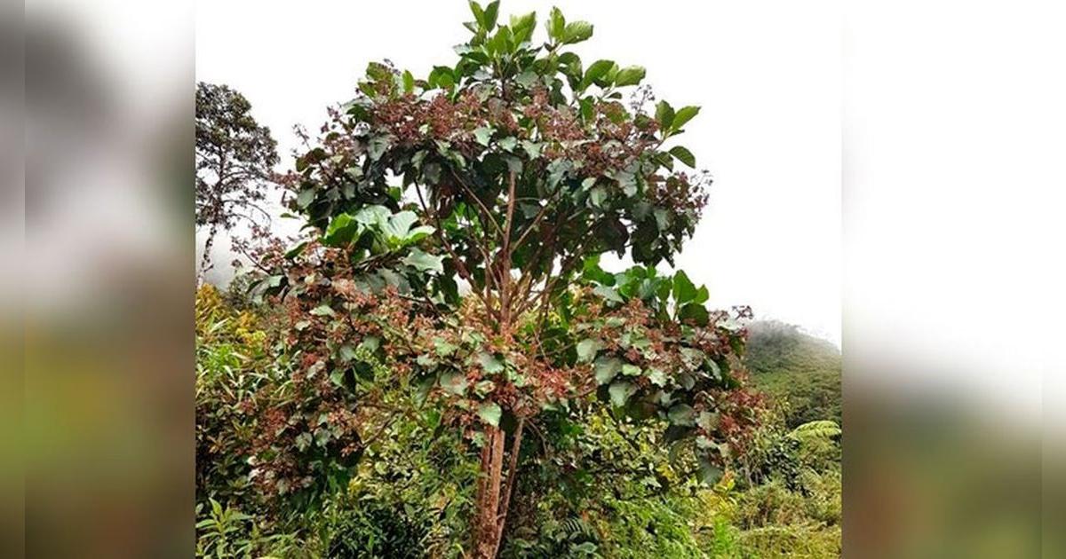 El árbol de la quina y su poderosa sustancia para combatir enfermedades ...