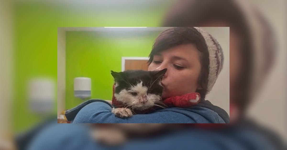 Inglaterra: Murió Maximus, el gato que batalló contra el VIH felino ...