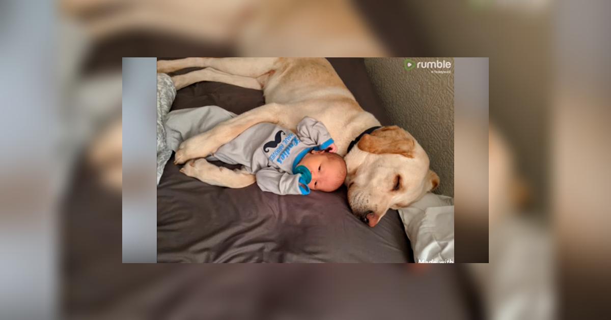 Es Benji El Perro Un Niño O Una Niña