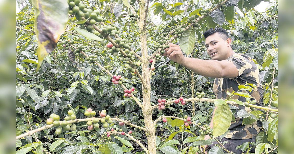 Café cusqueño es premiado por su calidad a nivel internacional cusco ...