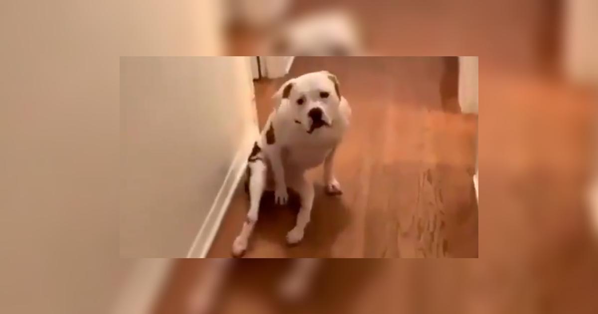 Vía YouTube: esta es la emocionante reacción de un perro parapléjico al ...