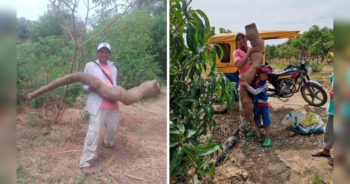 Piura: agricultor cosecha yuca de 25 kilos y 2 metros | Sociedad | La ...
