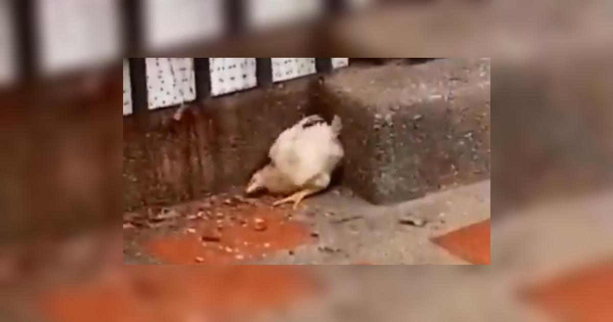 Facebook viral: Pollo ve que están a punto de atraparlo y sorprende a ...