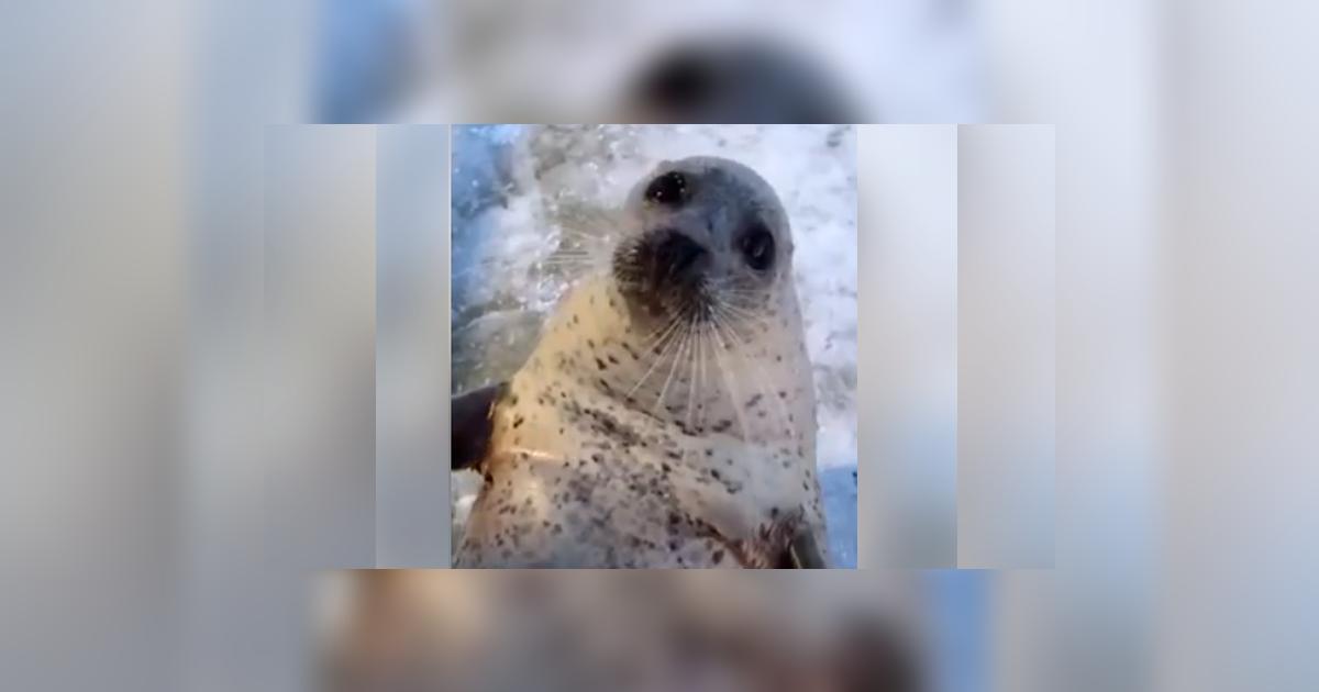 Facebook viral: le dan cubo de hielo a foca bebé y esta tiene increíble ...