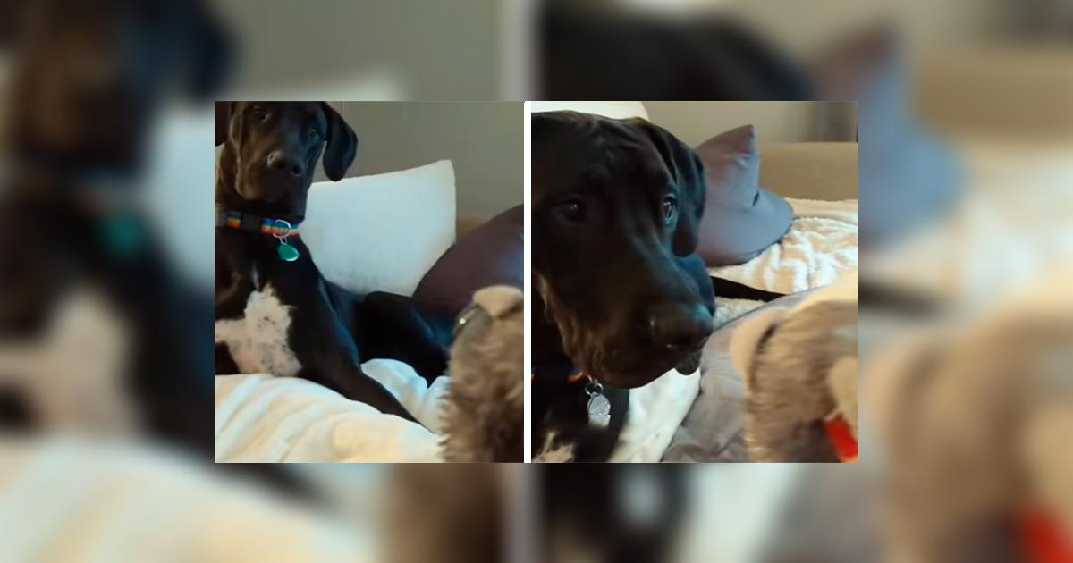 Facebook viral: le juega despiadada broma a su perro con un ‘muñeco ...
