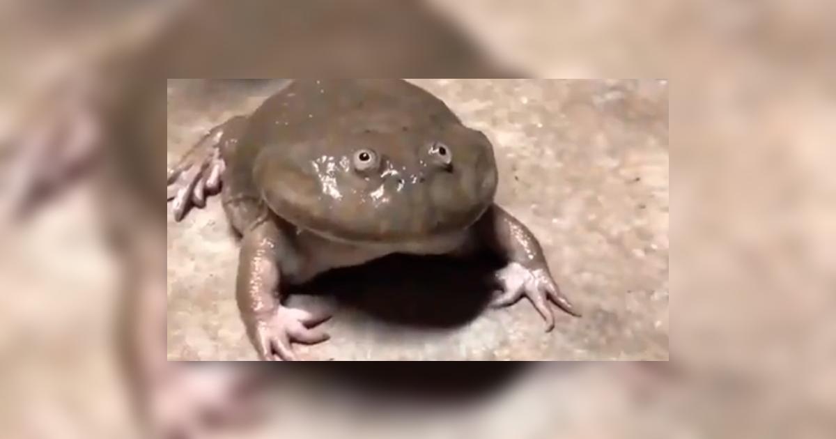 Vía Facebook: tocan la piel de una rana y este tiene inesperada ...