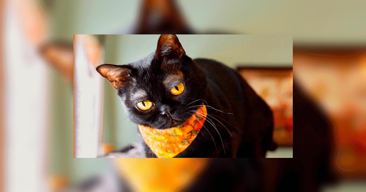 Fotos: gato con enormes y expresivas “cejas” se ha vuelto toda una ...